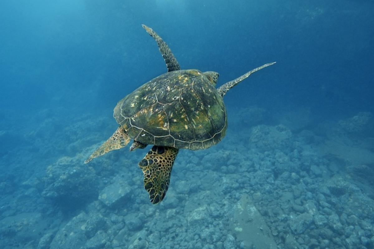 10 Fascinating Facts About Loggerhead Sea Turtles Visit Tybee Island 10-fascinating-facts-about-loggerhead-sea-turtles-visit-tybee-island