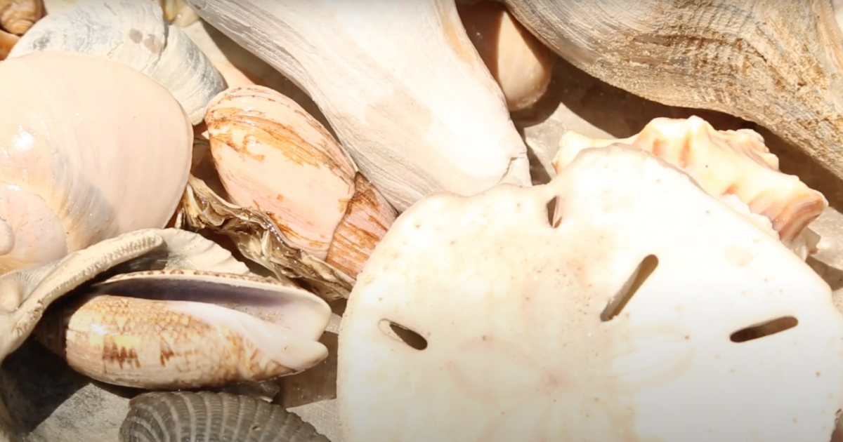 Seashell Hunting on Tybee Island | Visit Tybee Island